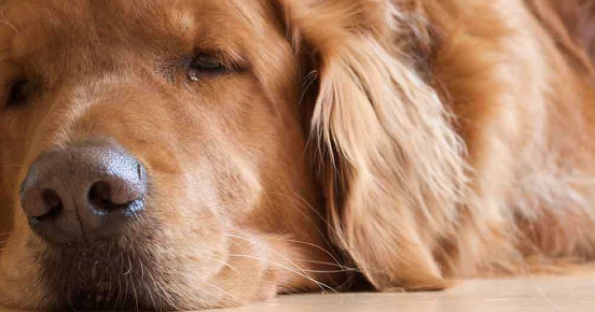 Otoseroma u otohematoma canino: ¿Qué es y cómo se trata?