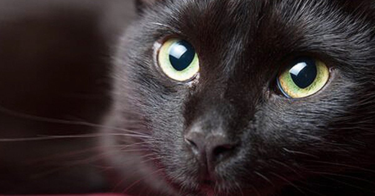 Curiosidades: el carácter de tu gato depende de su color