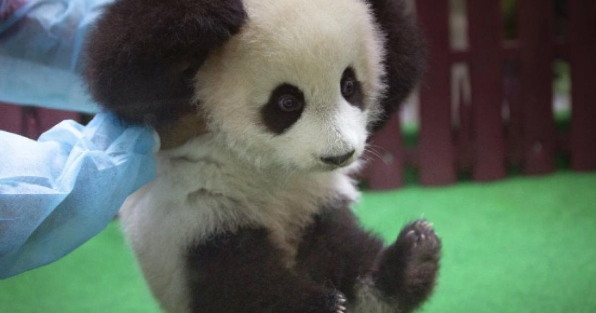 Cina, scoperto DNA di un cugino del panda gigante risalente a oltre 22. ...
