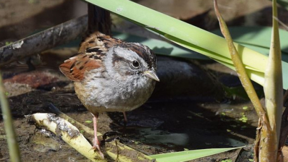 Swamp sparrows sing songs of their predecessors for centuries ...