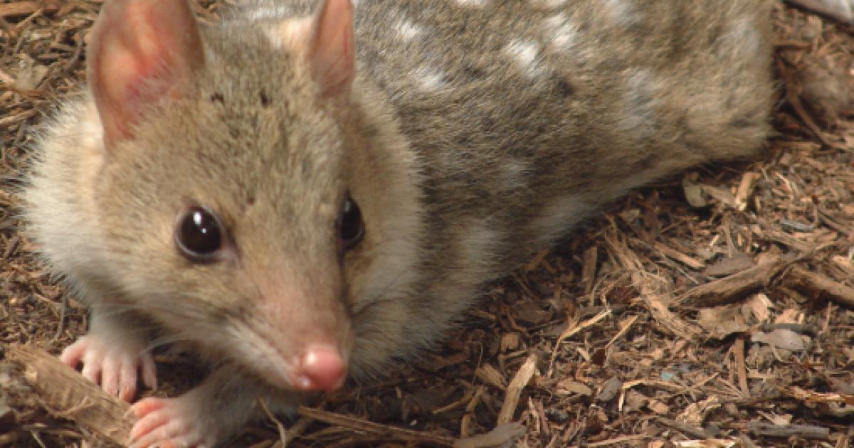 Australia sees the first eastern quoll babies to be born in the wild in ...
