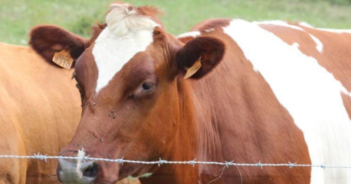 La Paratuberculosis bovina o enfermedad de Jhone