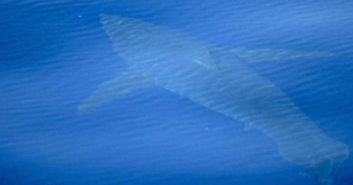 Balearic Island Mallorca: Scientists spotted what's thought to be a ...