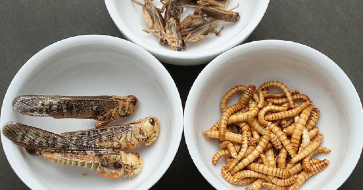 Culturas que consomem insetos garantem que alimento é fonte de proteínas