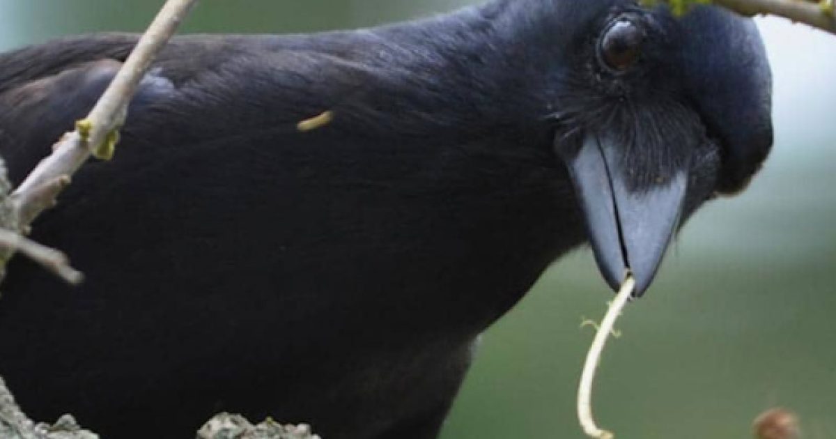 Los cuervos de Nueva Caledonia prueban tener una inteligencia animal ...
