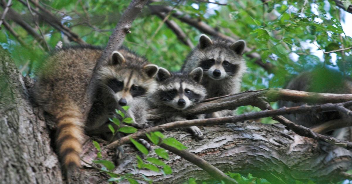 26 raccoons have died from viral outbreak in Central Park