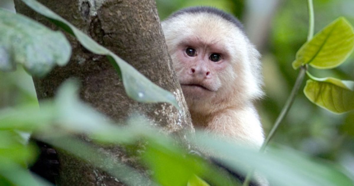 Monos capuchinos son avistados por primera vez utilizando rocas como ...