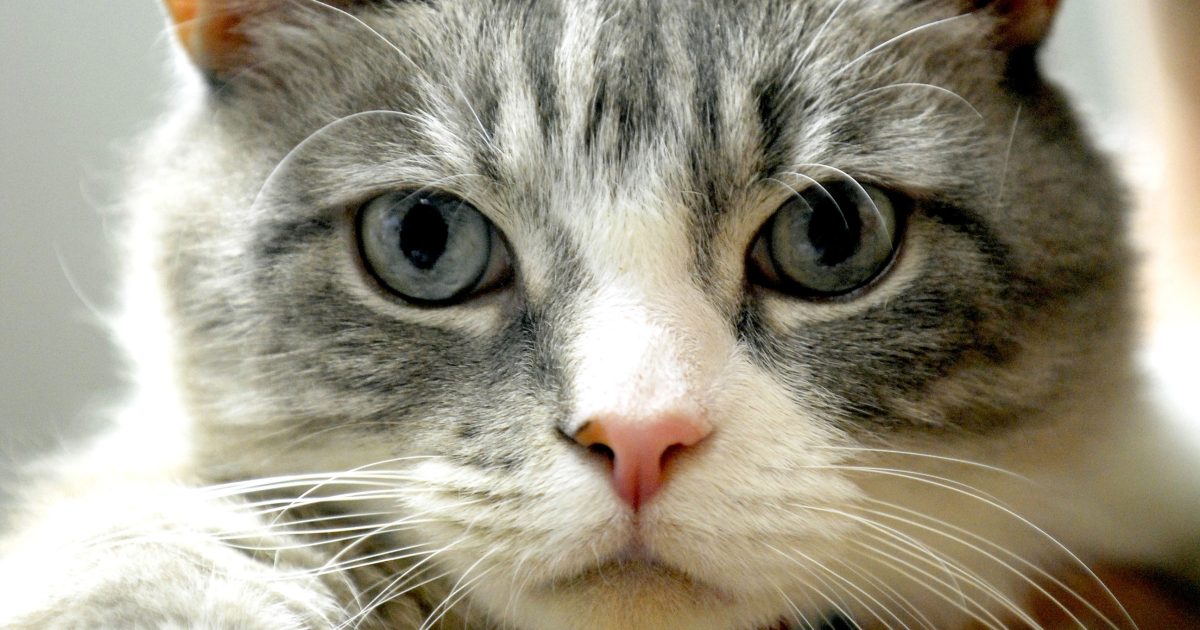 Milano, ragazzi prendono in ostaggio un gatto, ora le scuse al ...