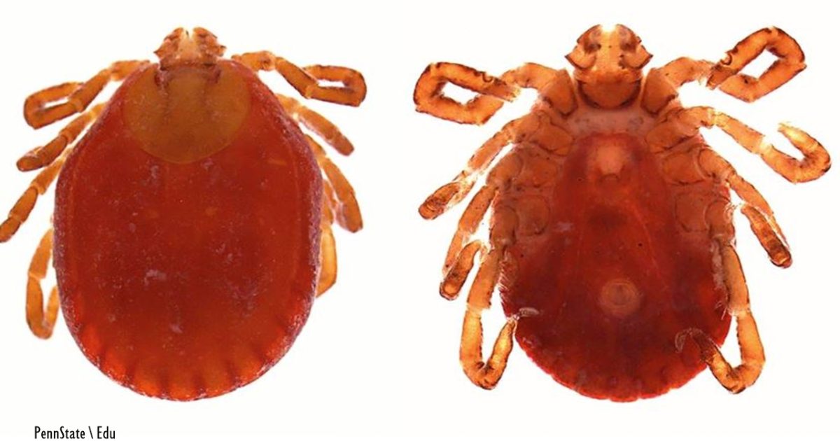 Voracious ticks capable of carrying dangerous pathogens now in eight US ...