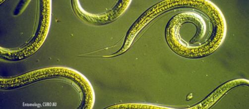 Worms frozen in permafrost come to life again after thousands of years