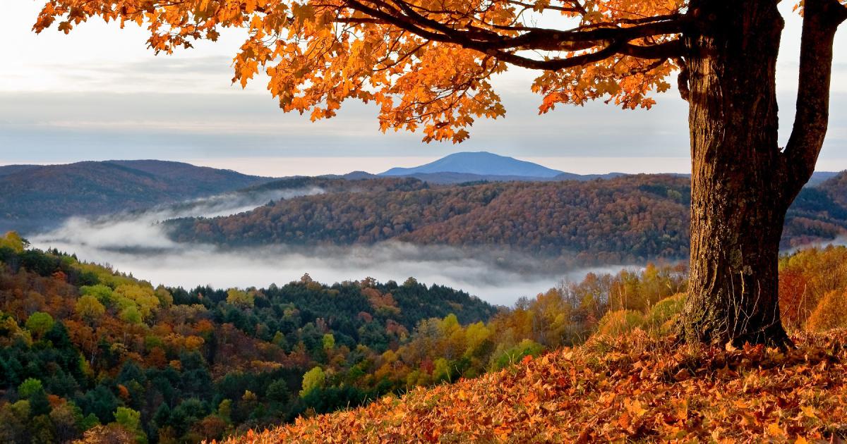 Autunno, 5 parchi dove assistere al 'foliage' in Italia