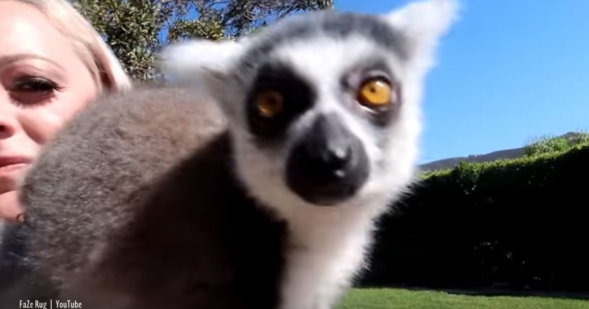 YouTuber FaZe Rug's cutest animal contest with lemurs & sloths goes ...