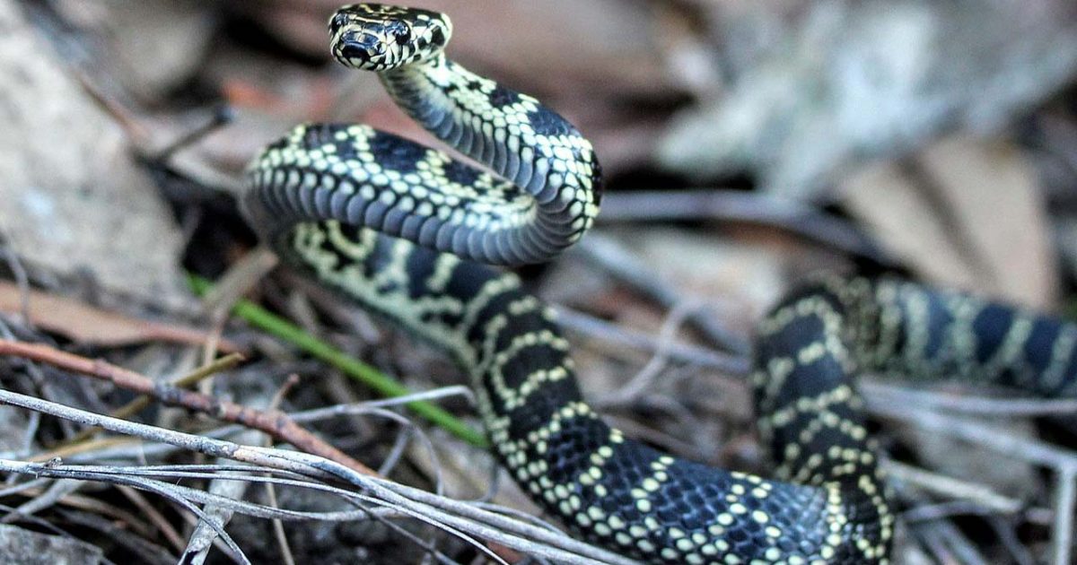 Australian woman bitten on bum by a carpet python on the toilet