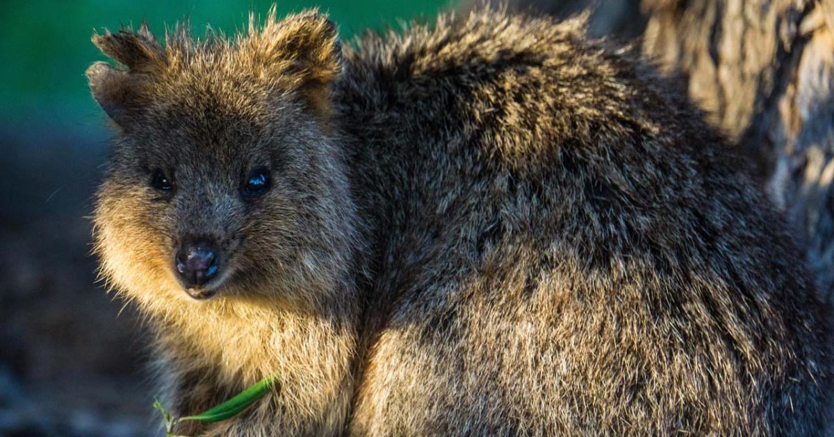 5 quokka selfies to cheer up your day