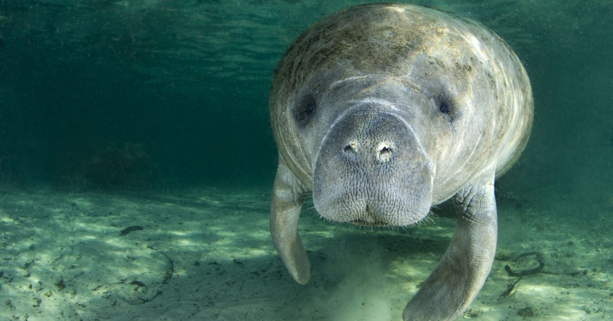 7 curiosità sui lamantini, gli splendidi mammiferi acquatici che ...