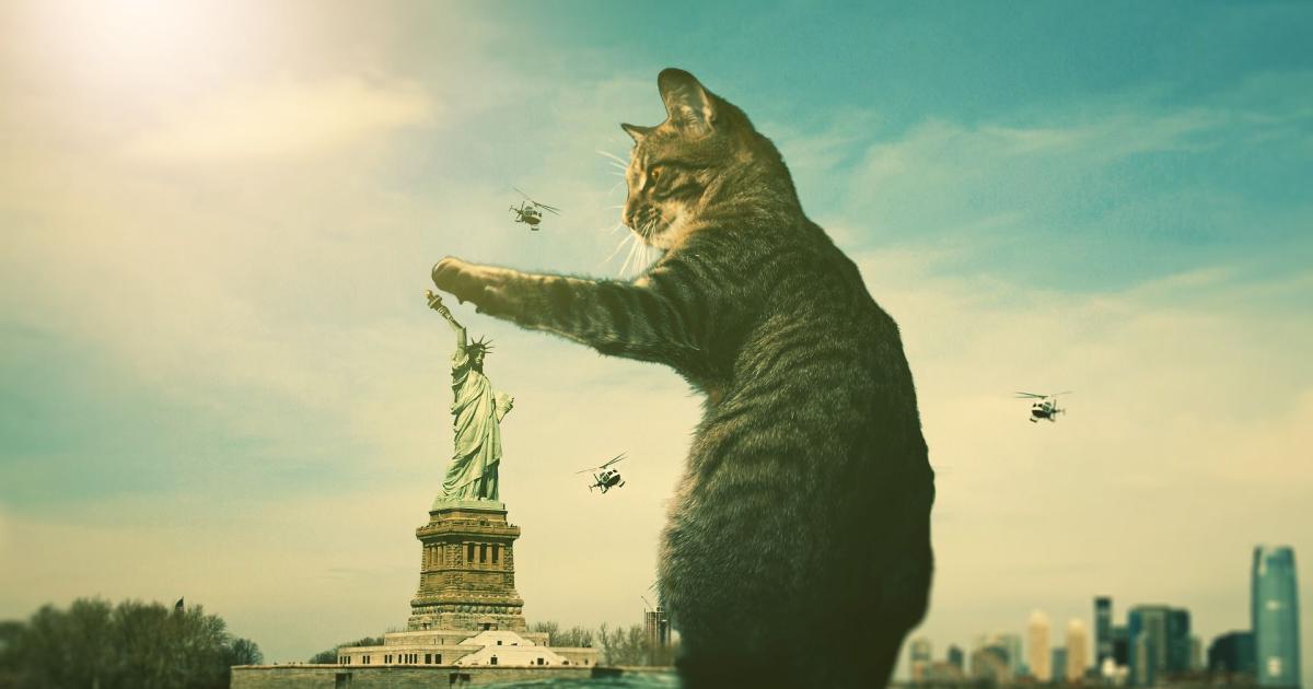 Chat intelligent : 5 signes qui ne trompent pas