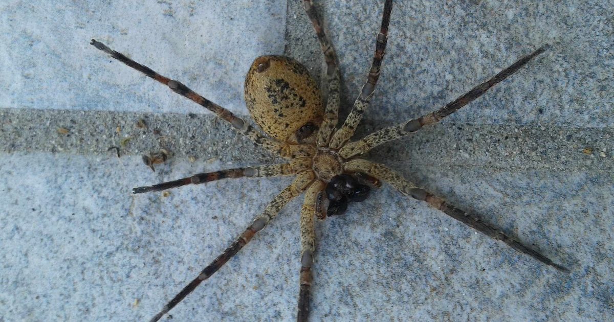 Trento, due ragazze avvistano un ragno sotto il divano e chiamano i ...