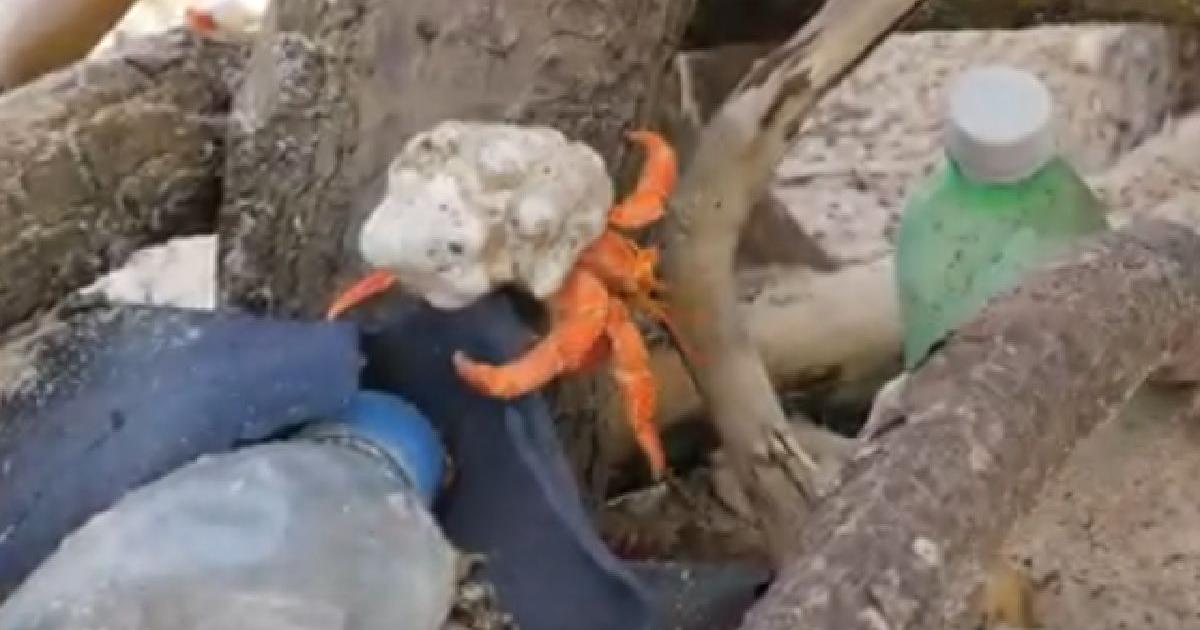 Plastic kills hermit crabs in the Indian Ocean and South Pacific islands