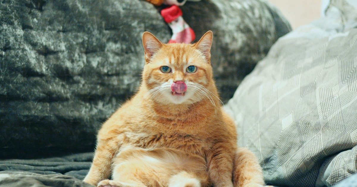 Chat: 5 raisons qui expliquent qu'il est en surpoids