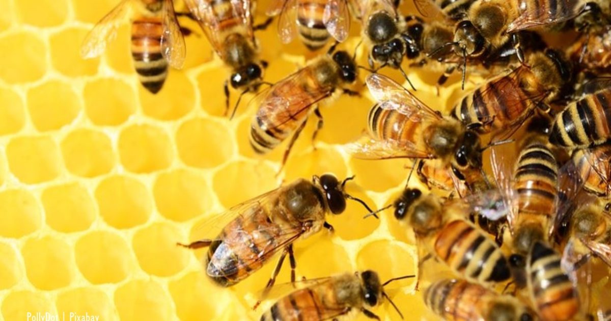 World under threat from decline in population of insects that impacts ...