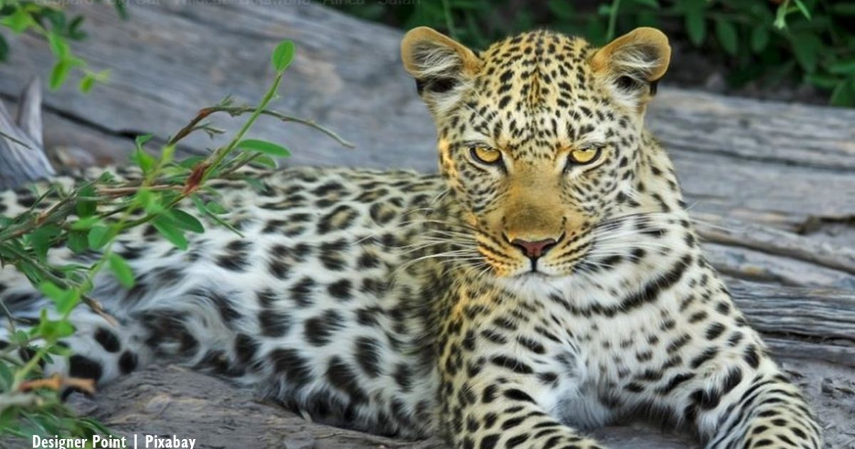 Leopards are beautiful cats and here are five photos that highlight ...