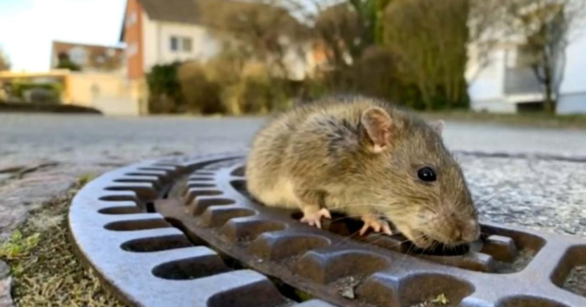 Fat rat stuck in manhole in Germany saved by animal rescue