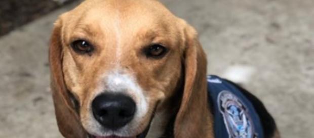 CBP agricultural K-9 team welcomes new beagle to their team