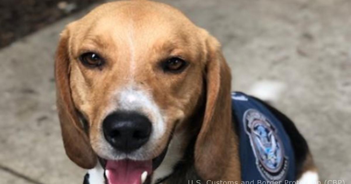 CBP agricultural K-9 team welcomes new beagle to their team