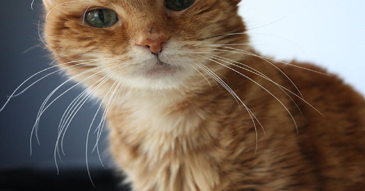 5 top Twitter reactions to the cat cheese challenge