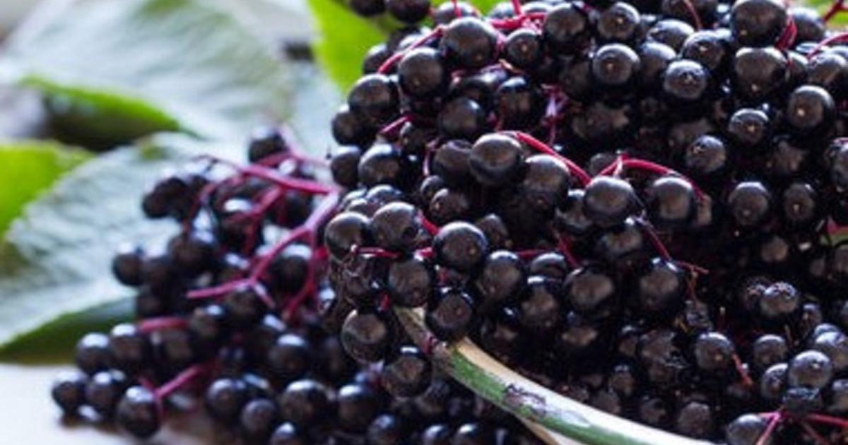 Bacche di sambuco: uno studio australiano rivela le proprietà curative ...