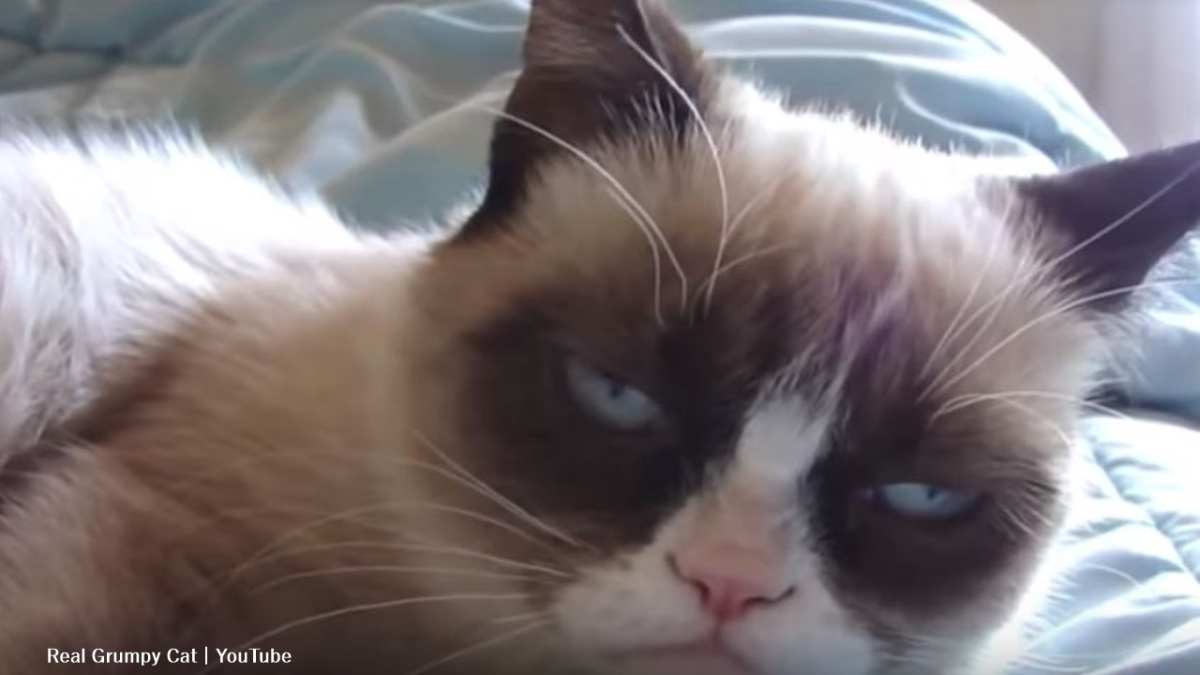 The grumpiest cat online, Grumpy Cat has passed at 7