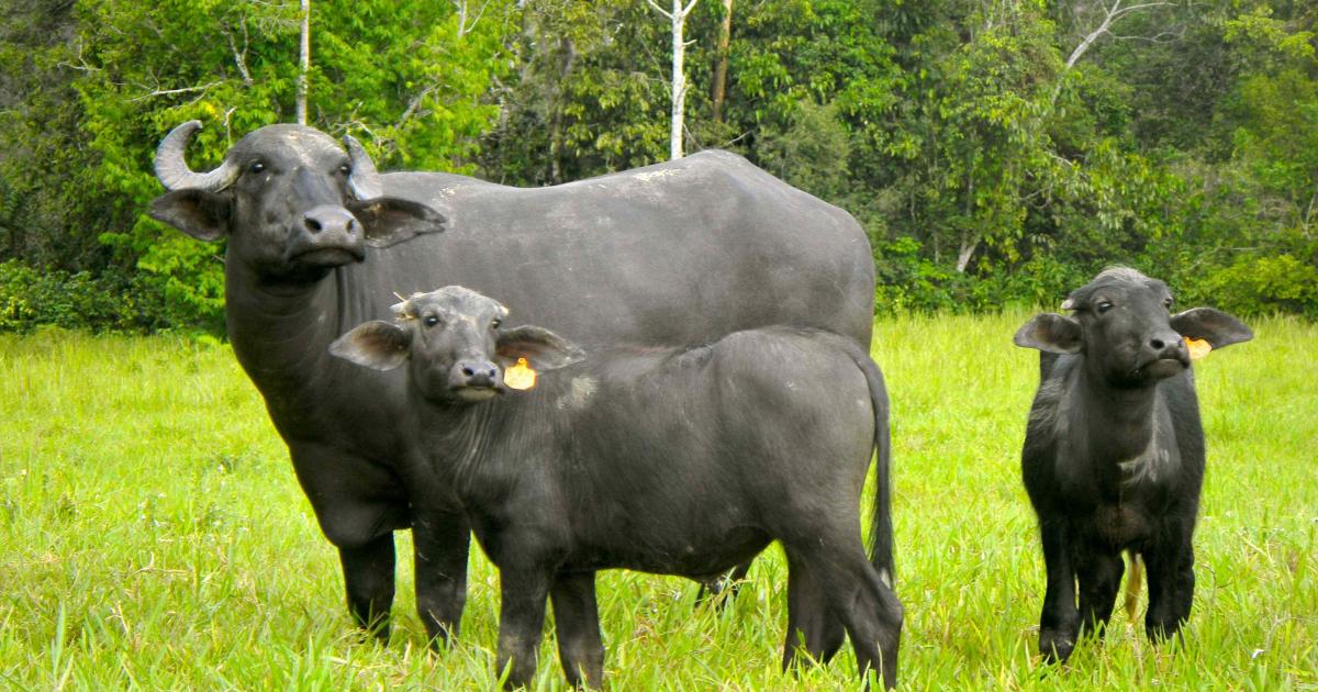 Un vídeo de Instagram muestra cómo una búfala sacrifica su vida para ...