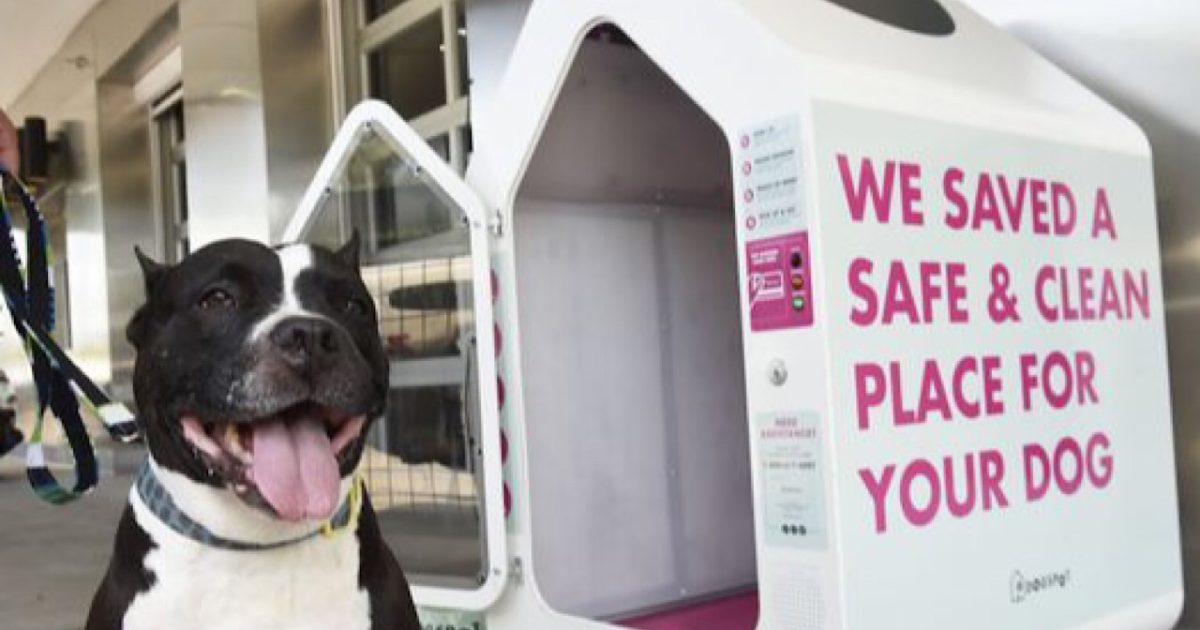 DogSpot: Interview with entrepreneur Chelsea Brownridge