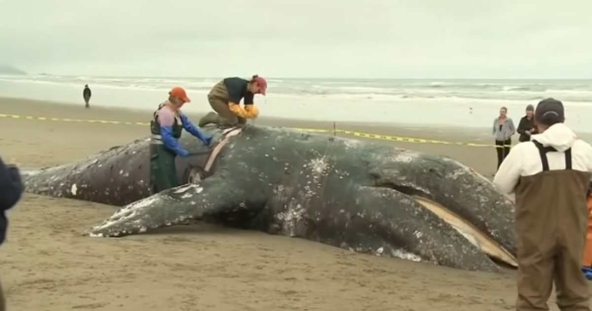 San Francisco: Gray whale washes up on Ocean Beach, marine mammal ...