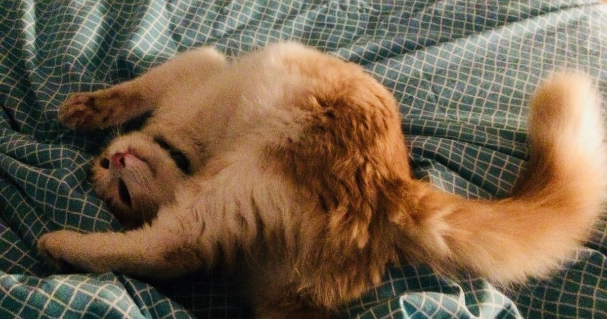 6 chats qui ont une position un peu trop relax (insolite)