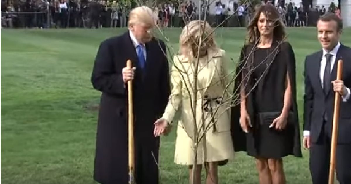 The oak sapling gifted by Macron to Trump in 2018 and planted in the ...