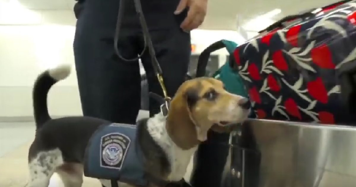 Beagle Brigade of the CBP apprehend two illegal Giant African snails at ...