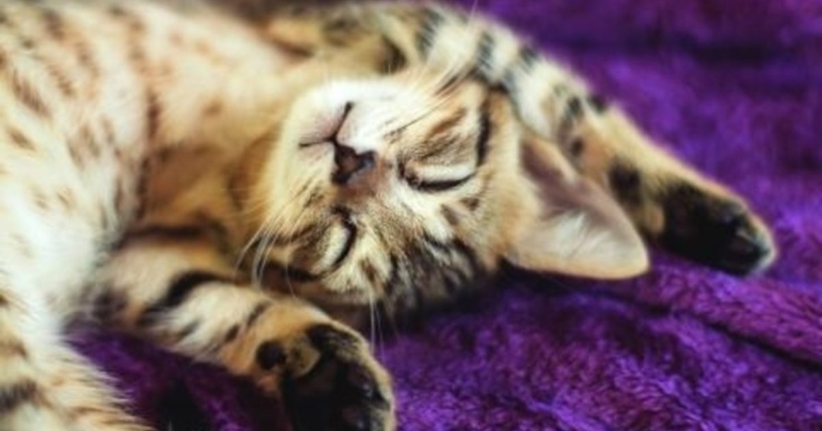 5 adorables photos des chatons Bengal