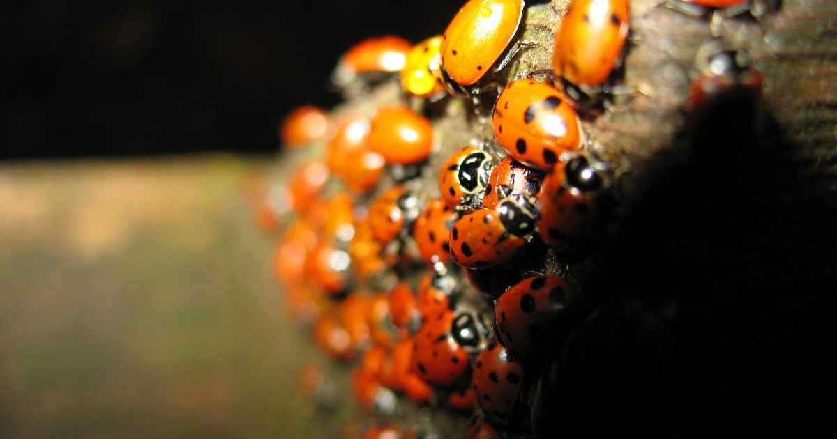 California: Weathermen puzzled over sudden migration of millions of ...