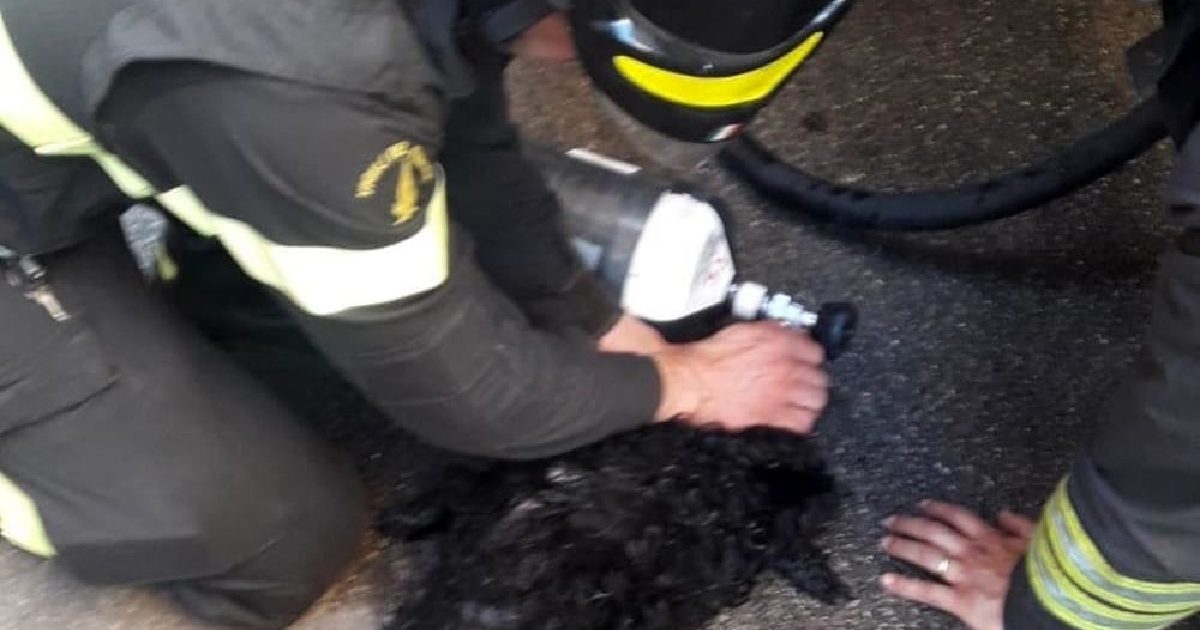 Brindisi, incendio in un appartamento: un cane salvato dai Vigili del Fuoco