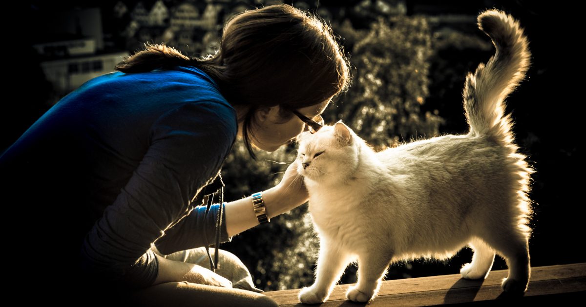 7 façons qu'utilise un chat pour dire 'je t'aime'