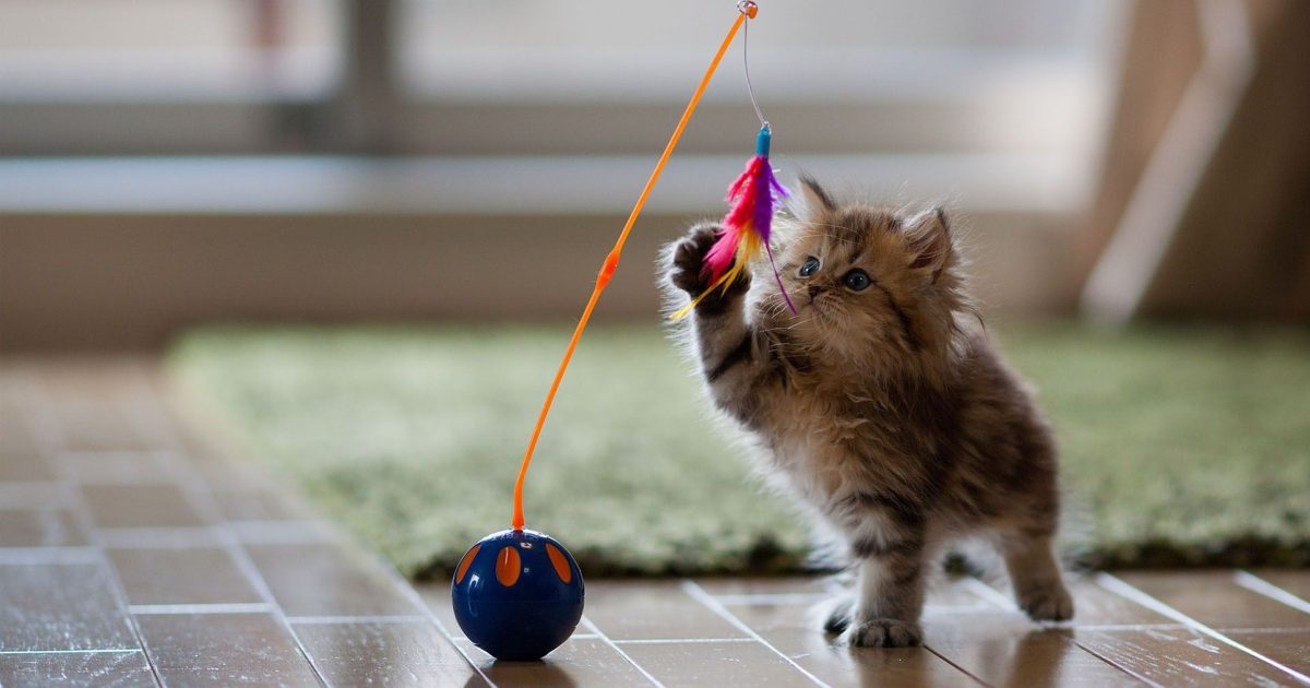 5 bonnes raisons de jouer avec son chat