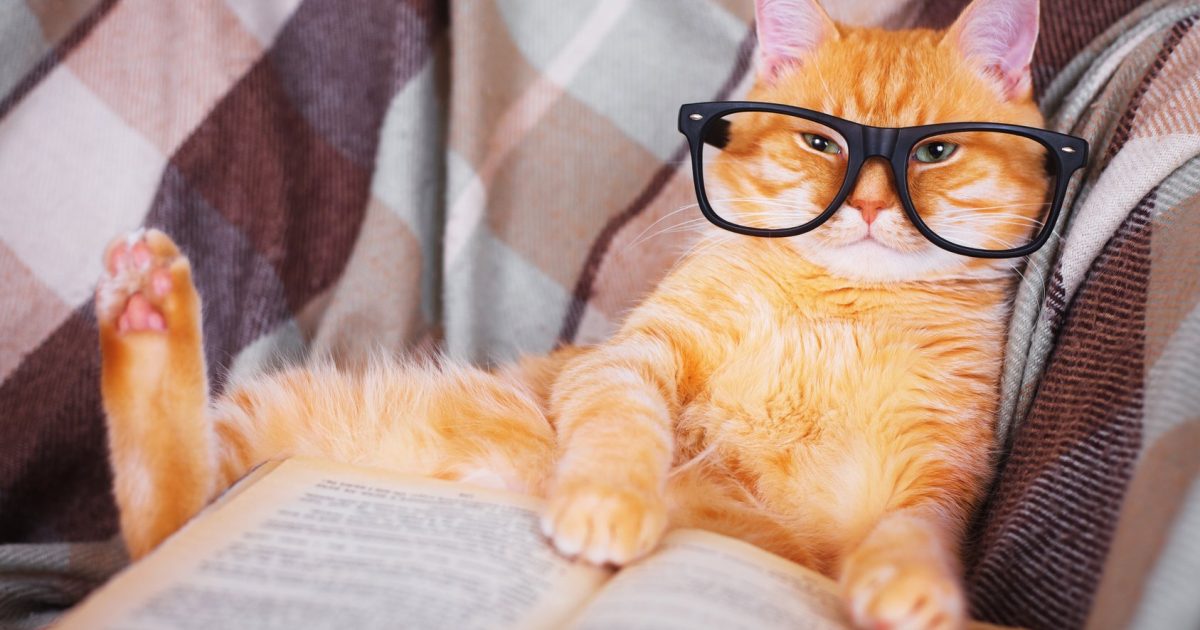5 signes qui prouvent qu'un chat est intelligent
