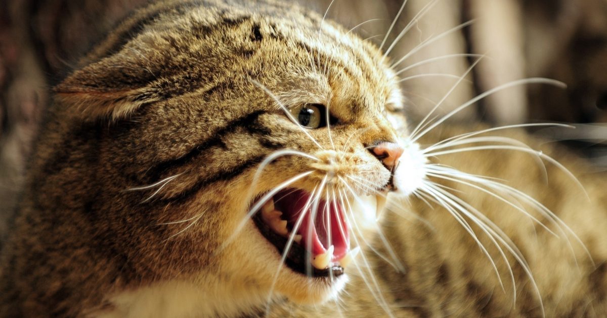 5 signes qui montrent qu'un chat est (très) en colère contre son maitre