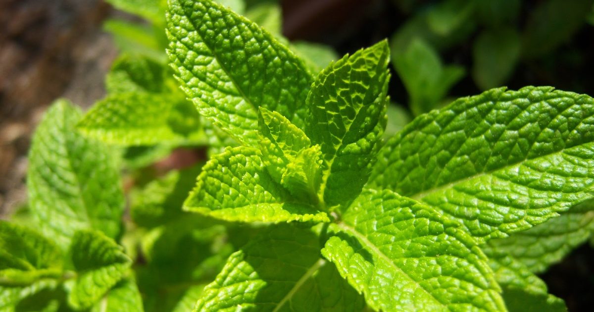 5 beneficios de la hierbabuena para la salud