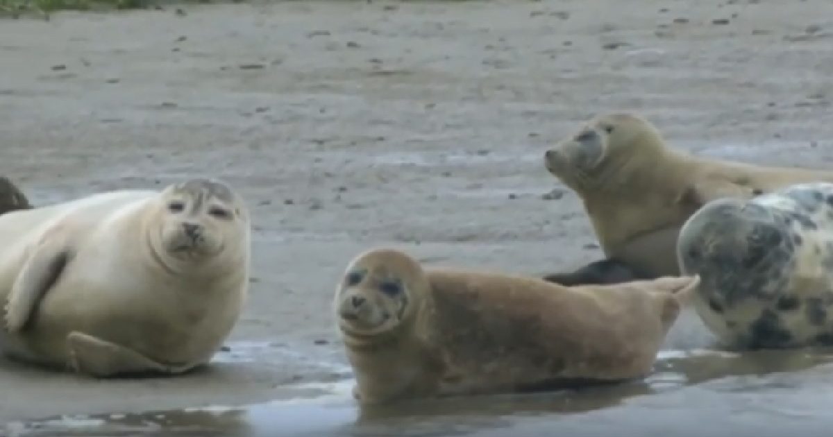 Previously biologically dead River Thames sees rise in the population ...