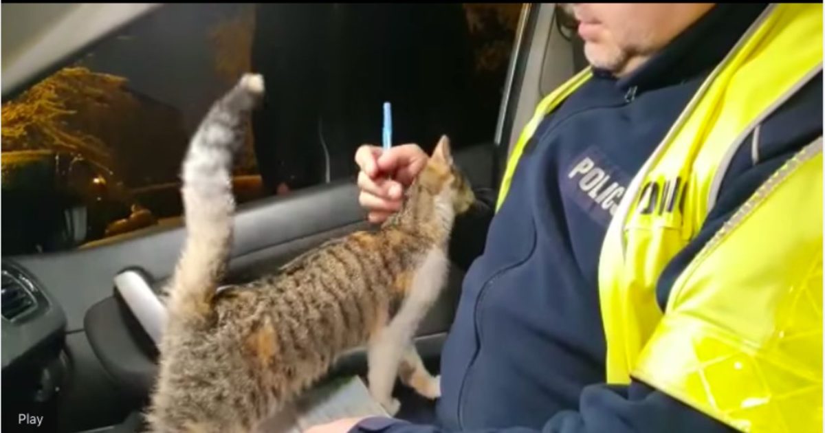 Un chat s'introduit dans la voiture d'un policier, la vidéo fait le buzz