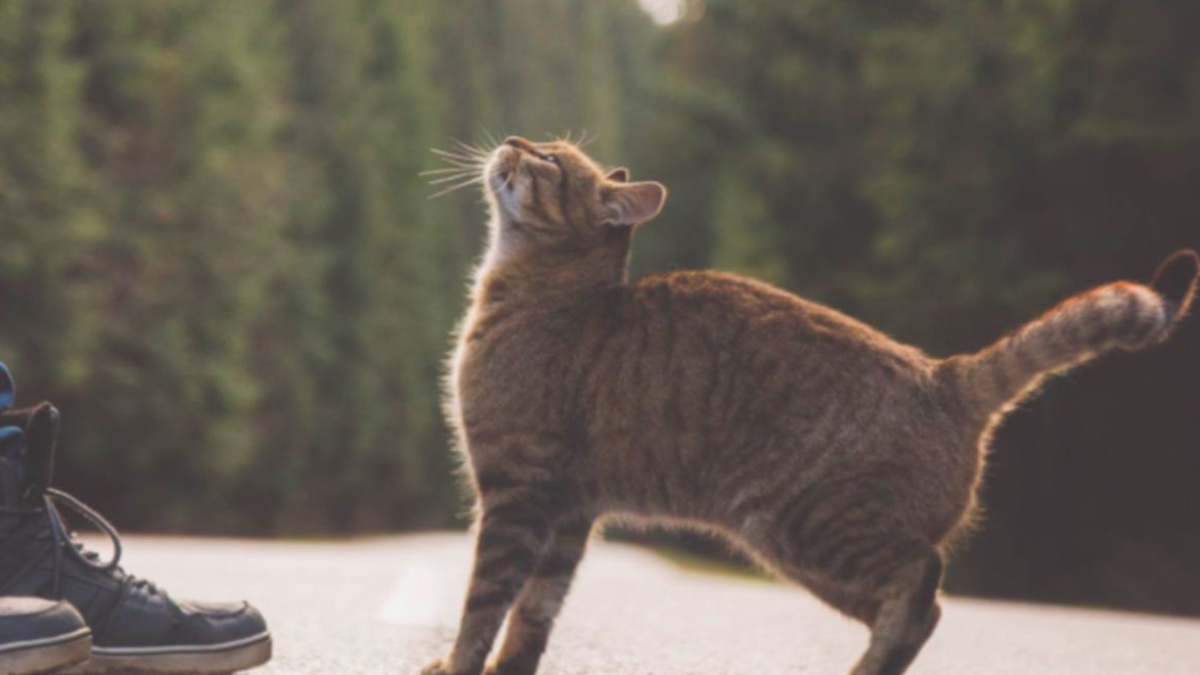 Un chat part de Russie pour rejoindre l'Angleterre, le mystère reste entier