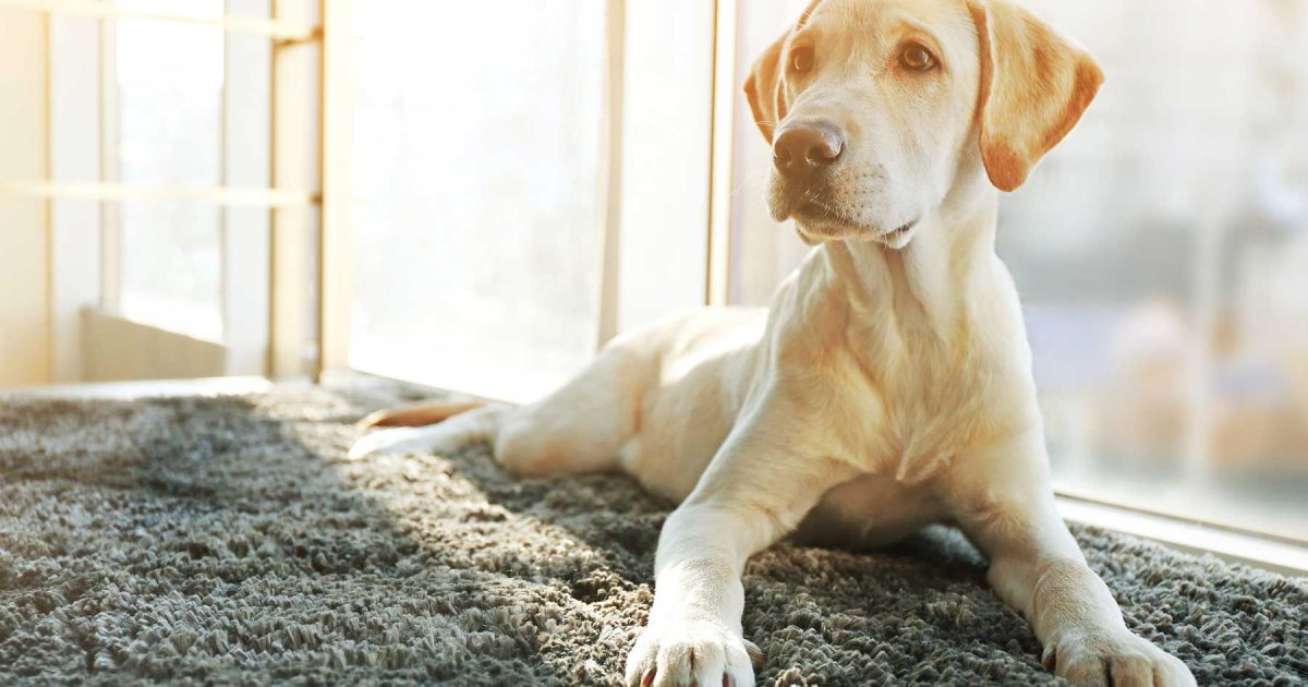 Los perros pueden ser más leales que las parejas