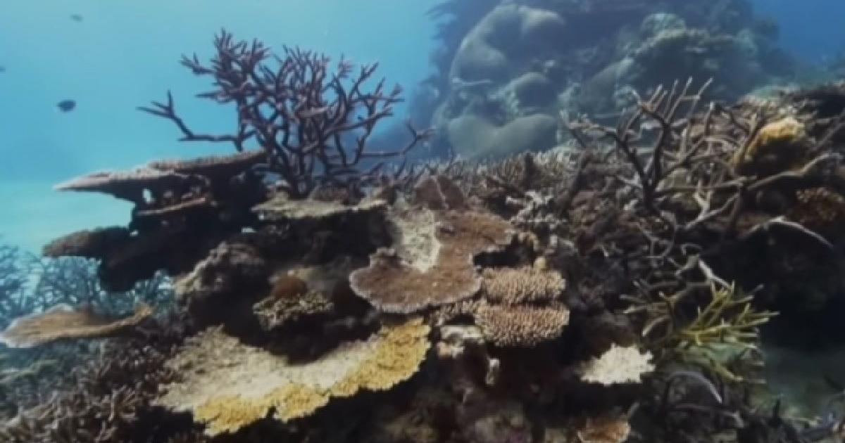 Coral reefs are endangered by climate change and could disappear by 2100